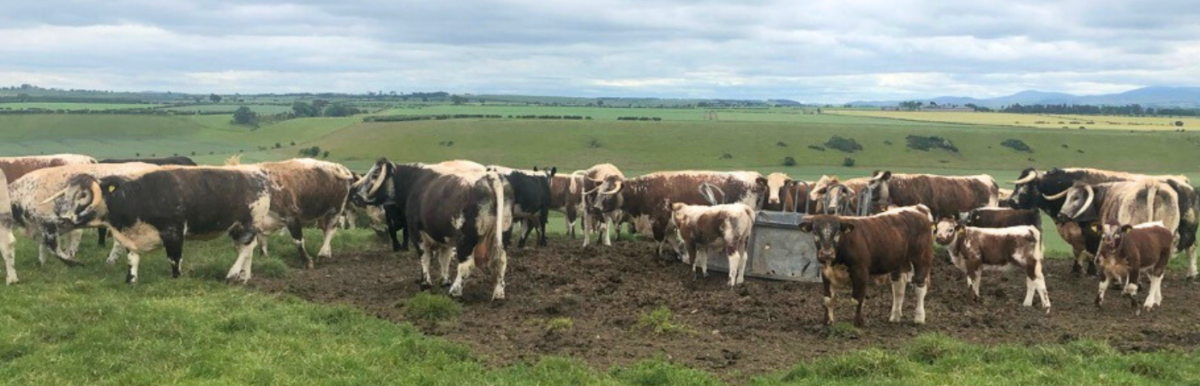 OUR CATTLE – FISHWICK LONGHORNS